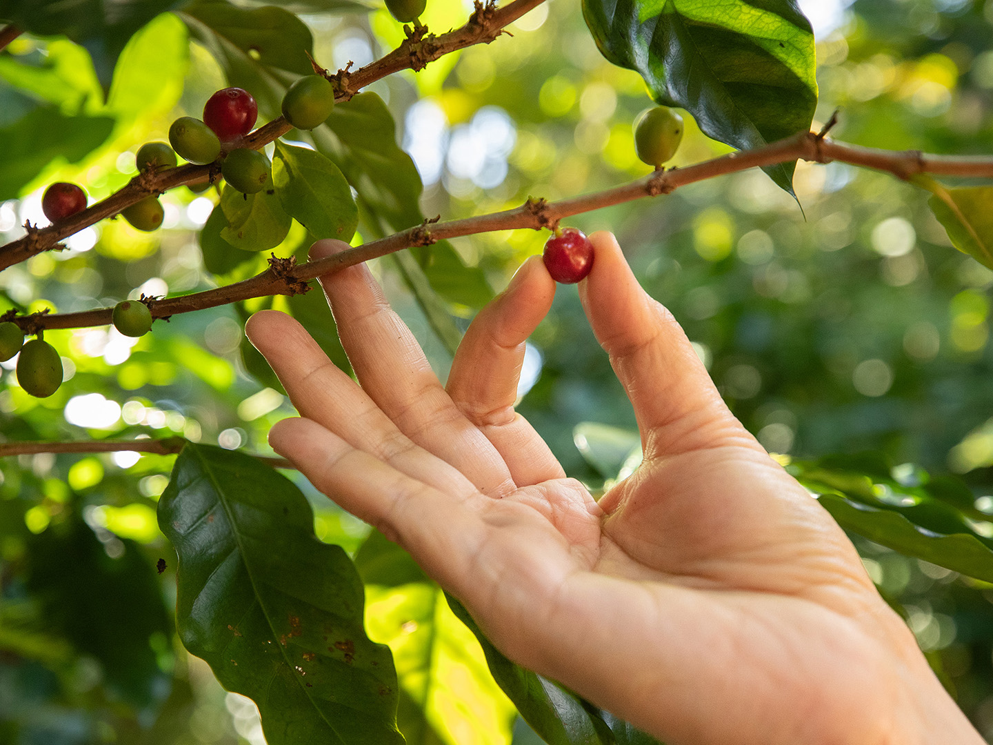 Blog - Tupu'anga Coffee